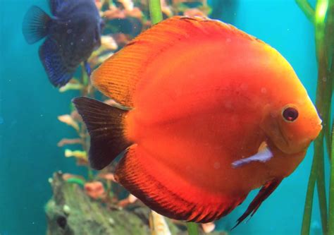 Image result for Symphysodon Discus