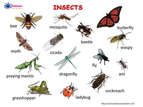 Image result for Insects Animals List