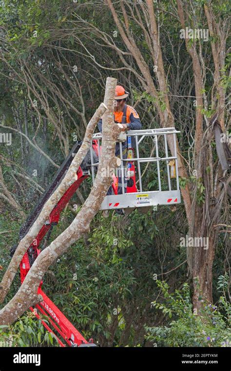 Image result for Lift Machine for Tree