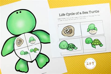 Image result for Turtle Life Cycle Free Printable