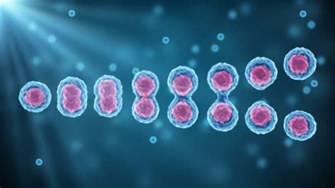 Image result for Life Science Grade 12 DNA Replication
