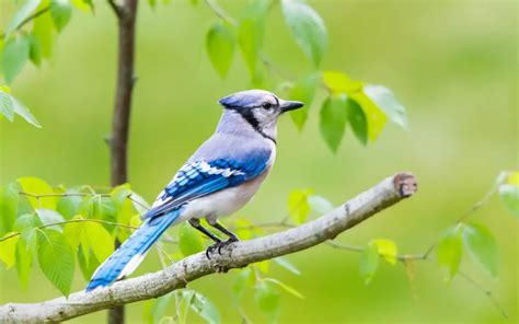 Image result for Blue Mockingjay