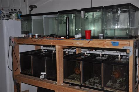 Image result for Breeding Fish Tank