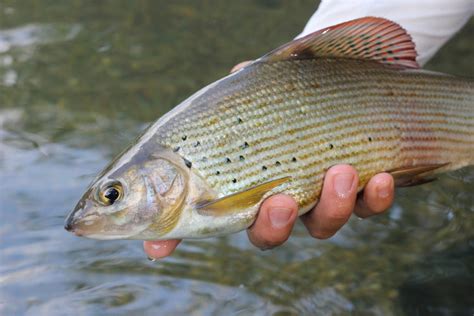 Image result for Pleava Perdigon Fly Pattern