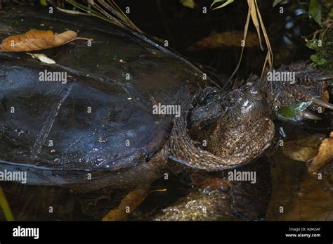 Image result for Michigan Snapping Turtle