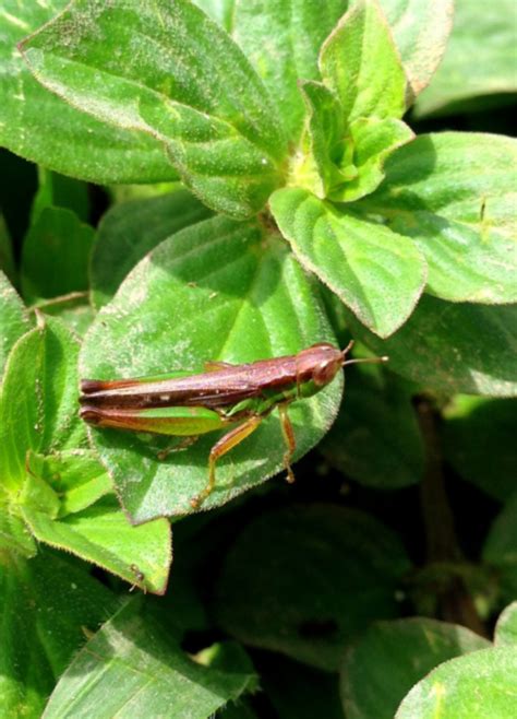 Image result for Insect Production