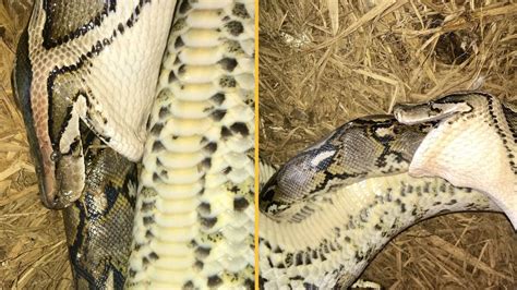 Image result for Giant Python Snake Eating