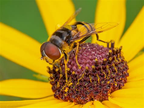 Pollinating Insects - Bird Town Pennsylvania