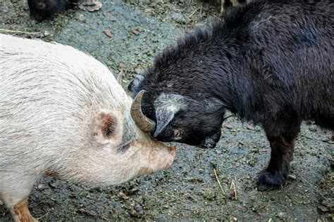 Image result for Goat Arguing