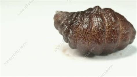 Image result for Bot Fly Larvae Removal