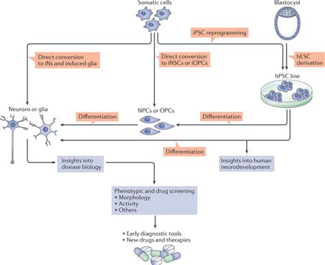 Image result for Neuronal Reprogramming