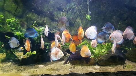 Image result for Most Expensive Discus Fish