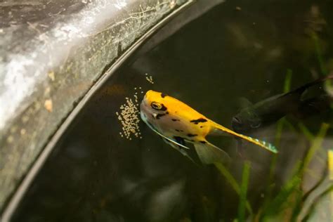 Image result for Angelfish Breeding
