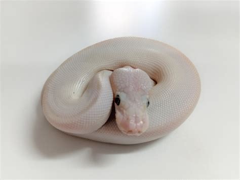 Image result for Blue Eyed Lucy Ball Python