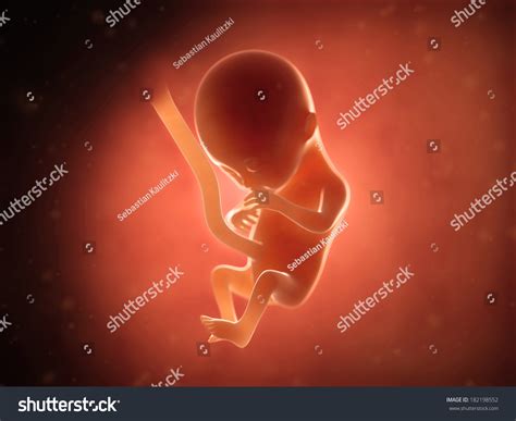 Image result for 4 Week Embryo