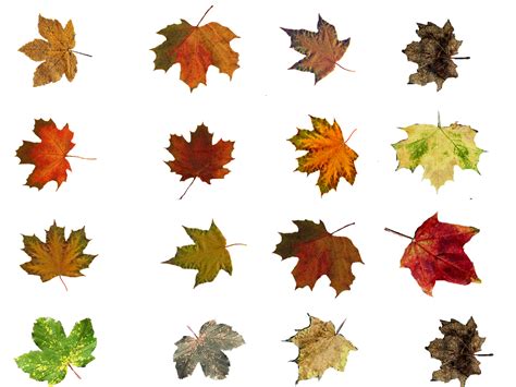 Image result for Maple Syrup Tree Leaf