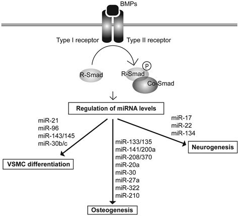 Image result for Bone Formation Signaling Pathway