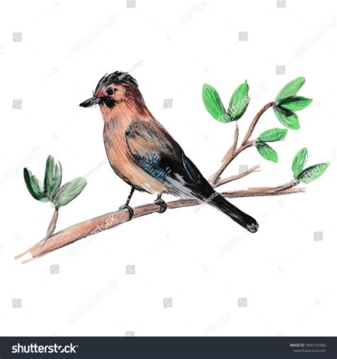 Image result for Mockingjay Bird Drawing