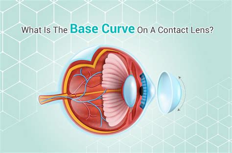 Contact Lens Base Curve: A Key Factor for Comfortable Vision