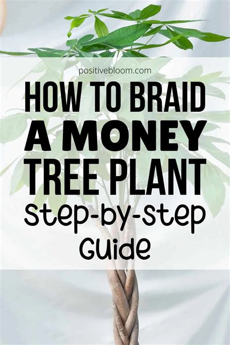 Image result for How to Braid a Money Tree