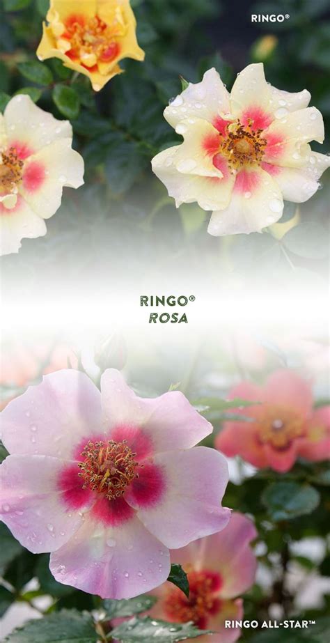 Image result for Color Changing Rose Bush