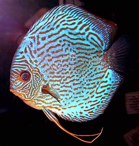 Image result for Royal Blue Discus Fish