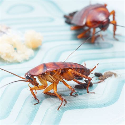 Image result for Poisonous Cockroach