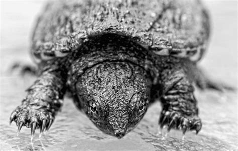 Image result for Cute Snapping Turtle