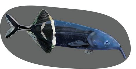 Image result for Electrical Fish