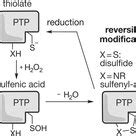 Image result for Thioacetate Oxidation Using H2O2