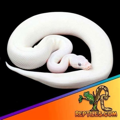 Image result for Lesser Ball Python Blue Eyes