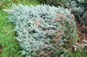 Image result for Rust On Fir Tree Trunk