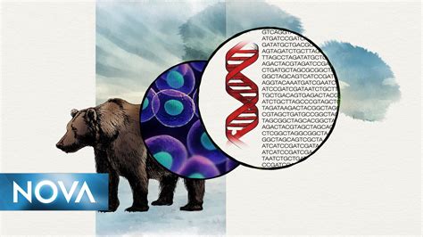 Image result for Evolution Simulator Lab