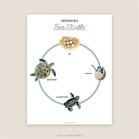 Image result for Turtle Life Cycle Free Printable