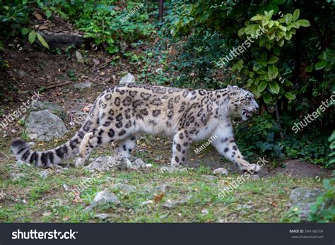Image result for Snow Leopard Side View