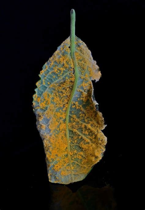 Image result for Willow Tree Rust