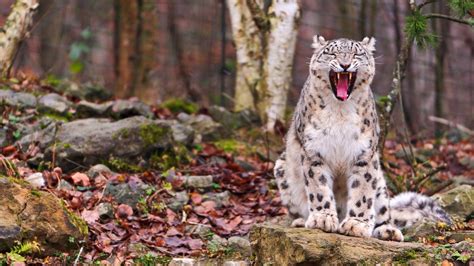 Image result for Snow Leopard Computer Wallpaper