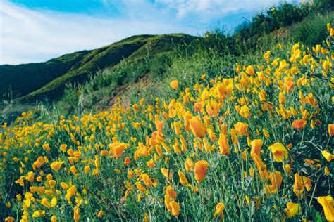 Image result for Hello Spring HD Images