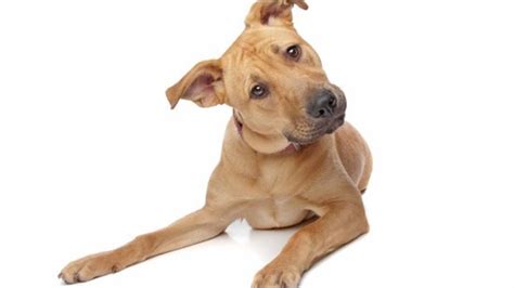 Image result for Perfectly Normal Dog