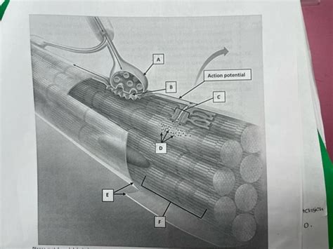 Image result for Label Structures Associated with Excitation-Contraction Coupling