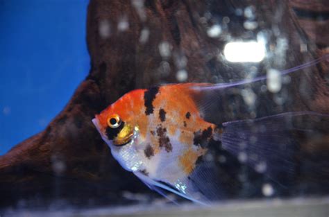 Image result for Discus vs Angelfish