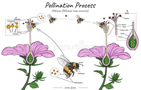 Image result for Flower Pollination Process