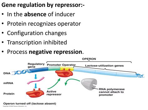 Image result for Lac Operon