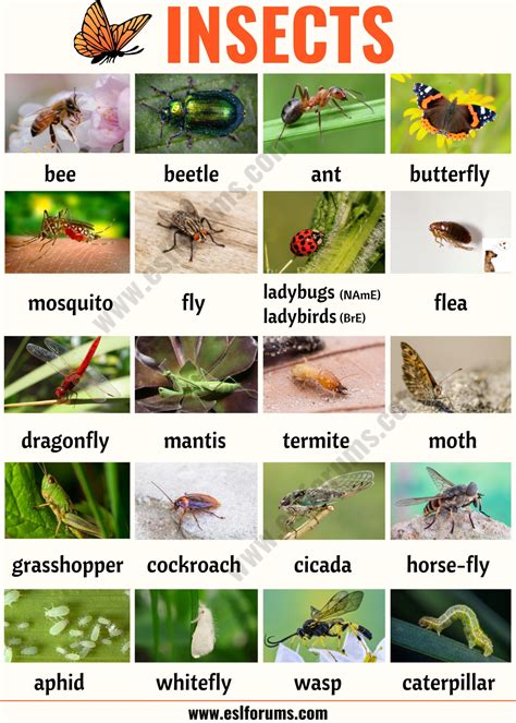 Image result for Insects Animals List