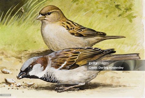 Image result for Cockroach Side View