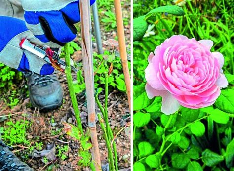 Image result for Pruning Shrub Roses in Spring
