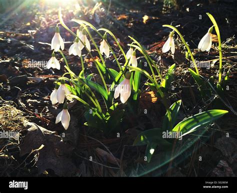 Image result for Snowdrop Early Spring Flowers