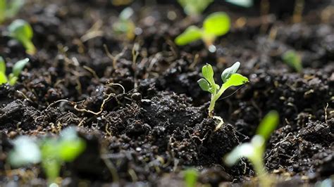 Image result for Soil Contains Humus