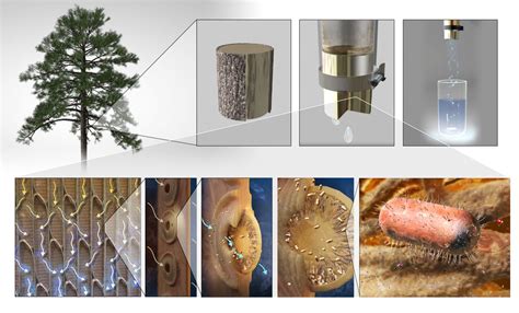 Image result for Wime Making Filter