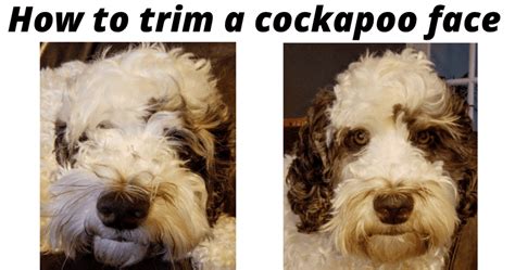 Image result for Cockapoo Trim Body